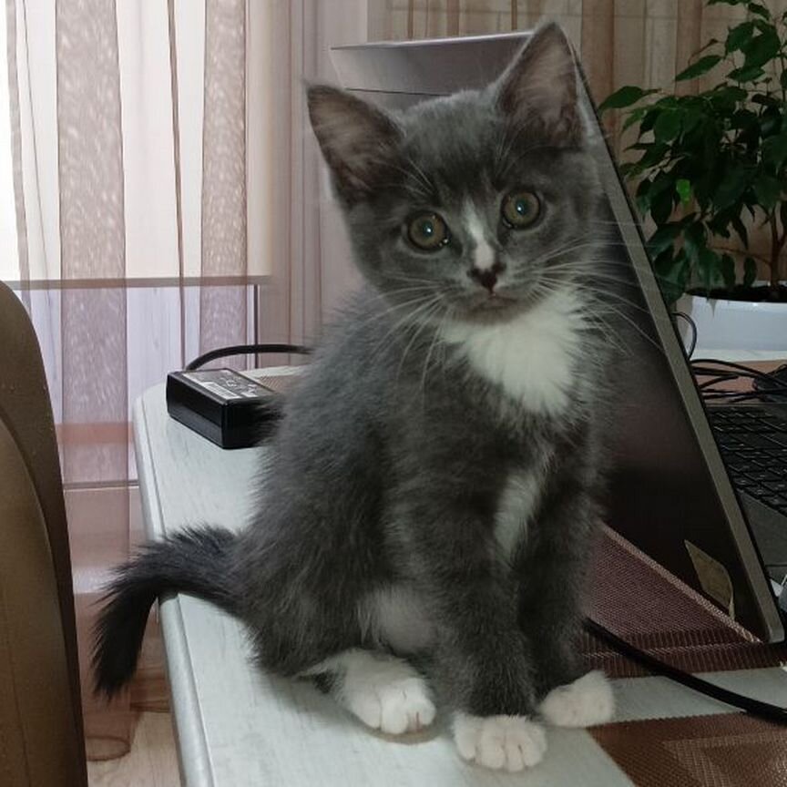 Котёнок в добрые руки