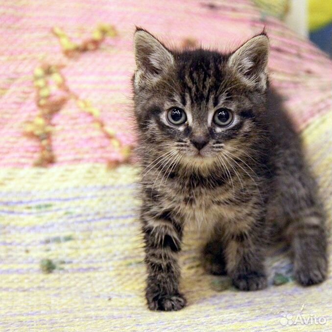 Луша в поиске дома