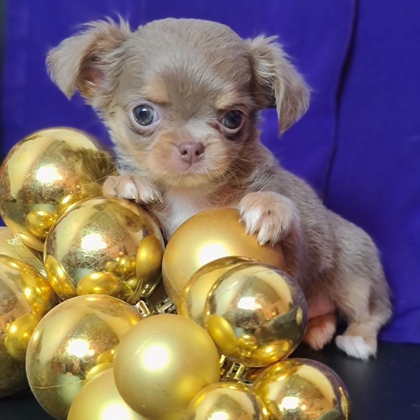 Чихуахуа, щенок