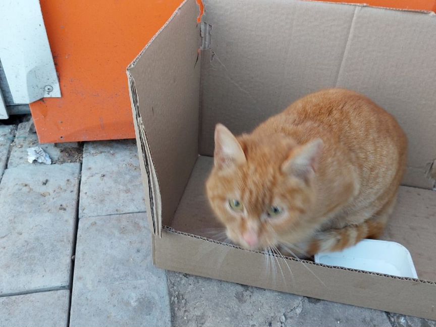 Кошки без дома в морозы