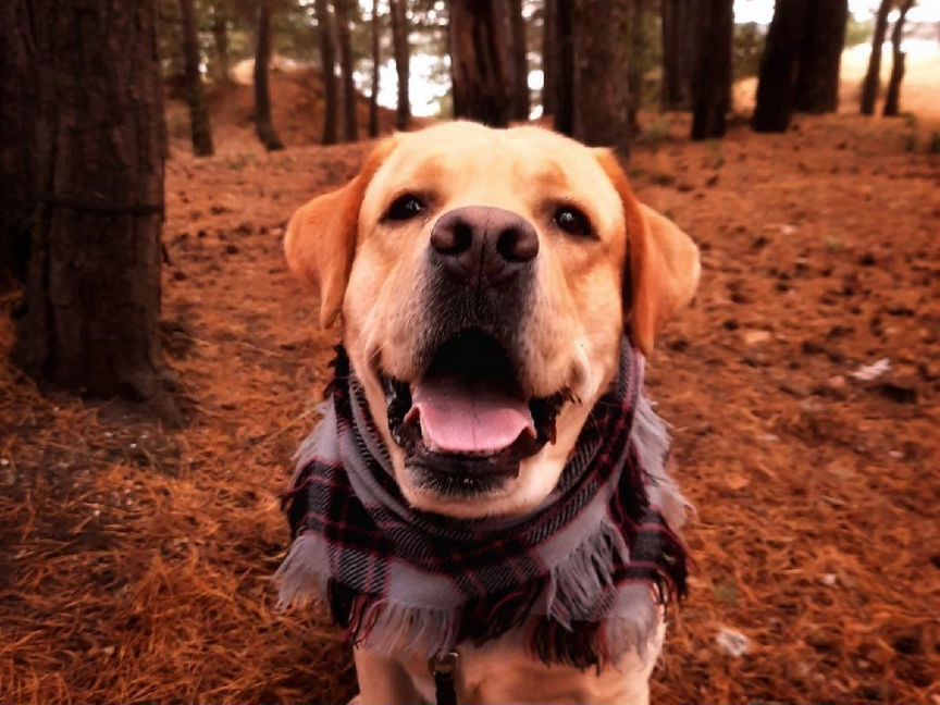 Лабрадор вязка (кобель)