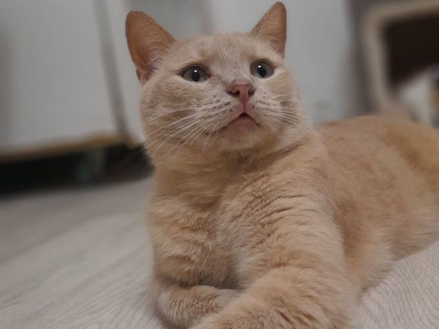 Ричи ищет дом