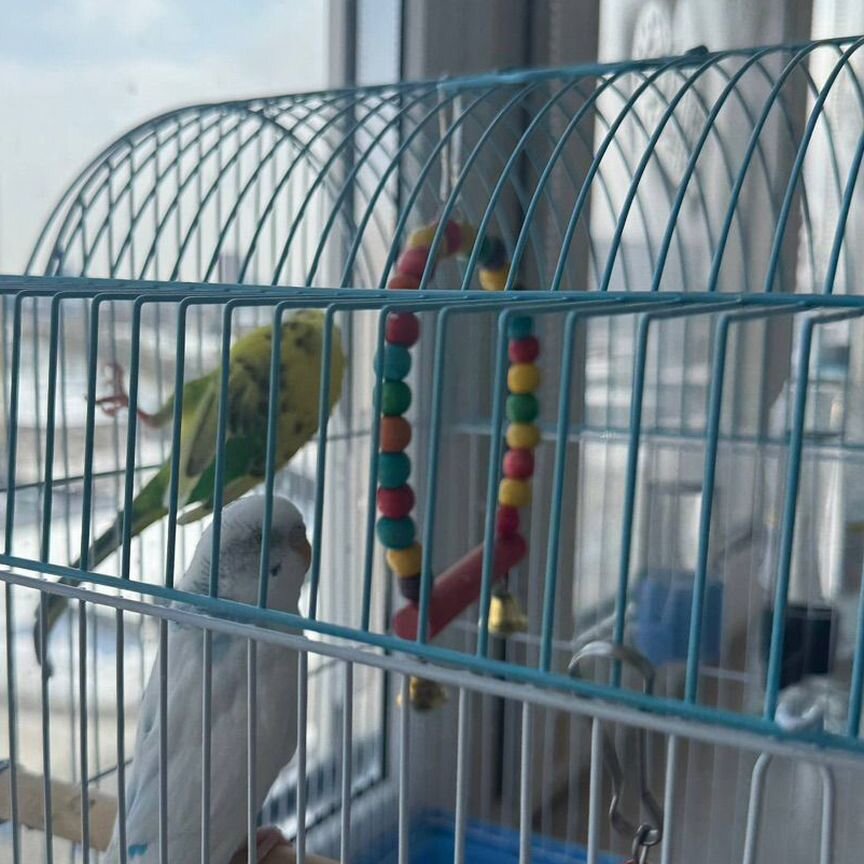 Волнистый попугай с клеткой