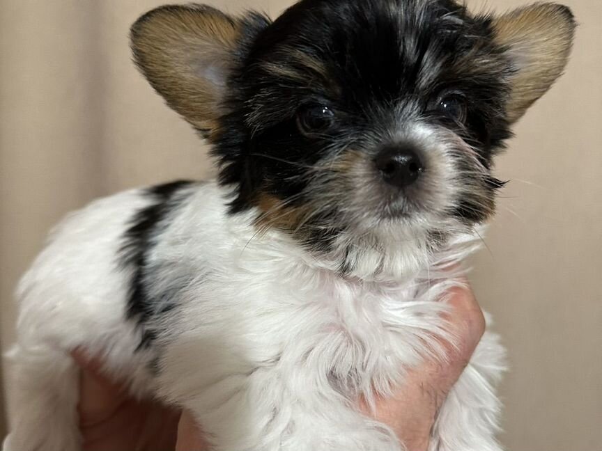 Щенки бивер йорка