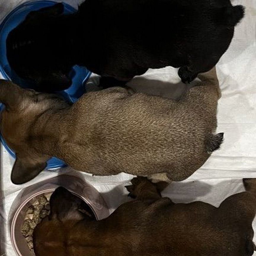 Красные французики