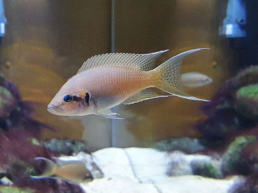 Продам двух принцесс бурунди