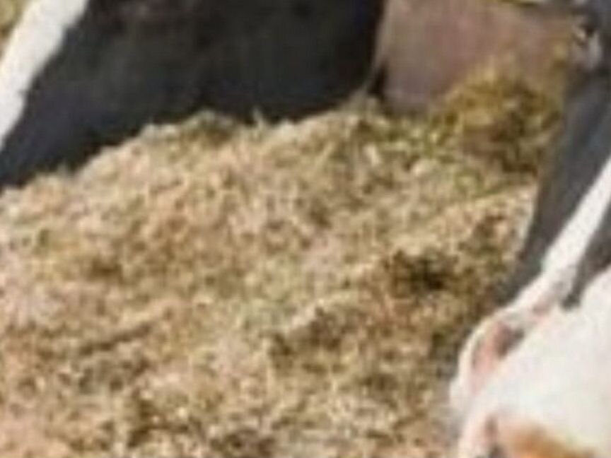 Жом свекловичный