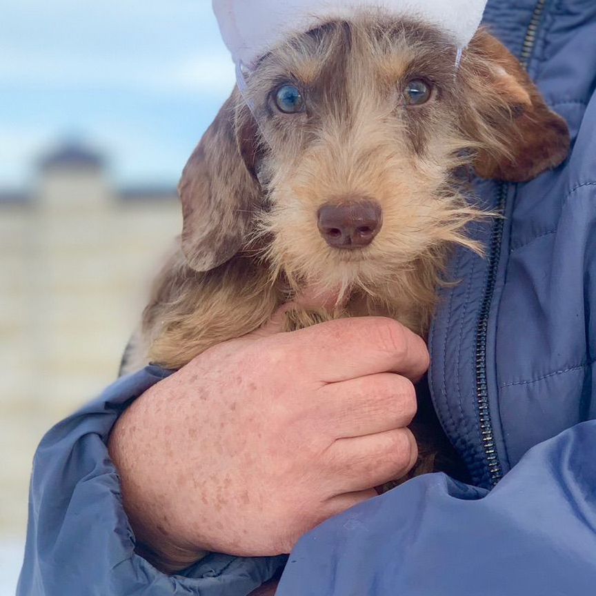 Очень маленький таксик ждет семью