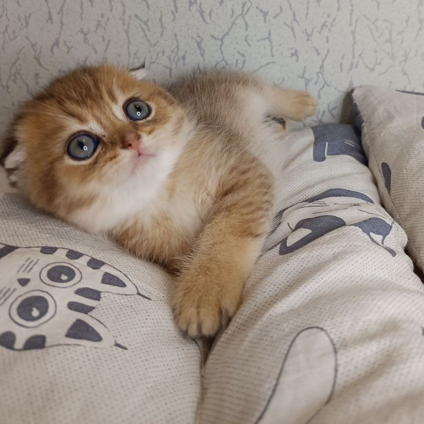 Шотландсий золотой малыш