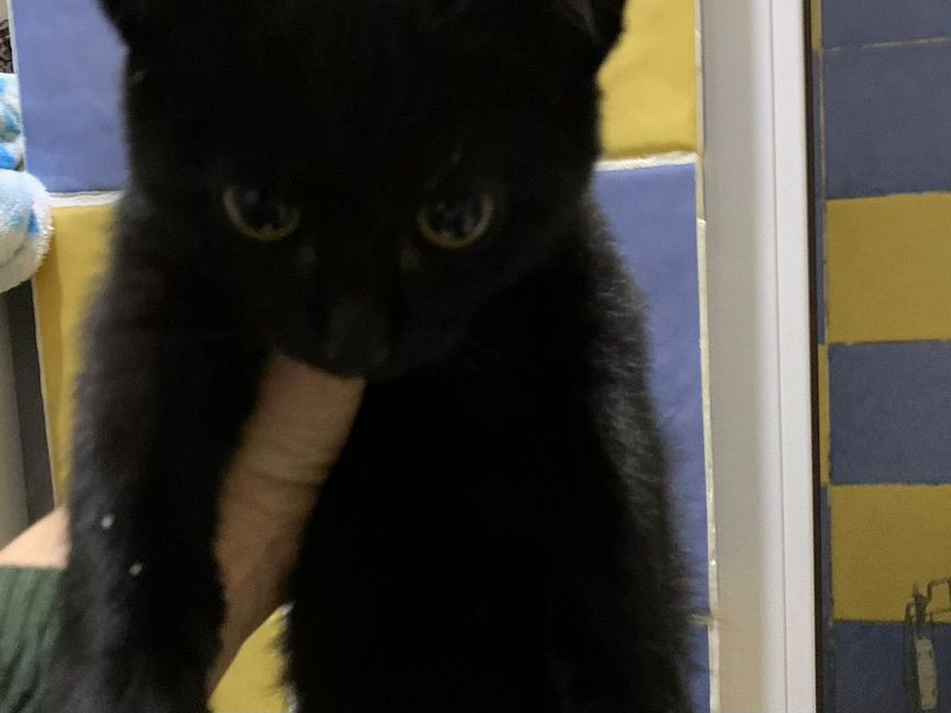 Котенок мальчик уголек в добрые руки