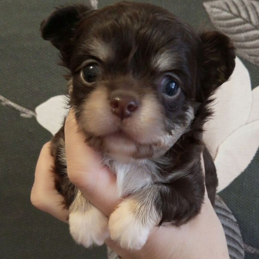 Чихуахуа мини