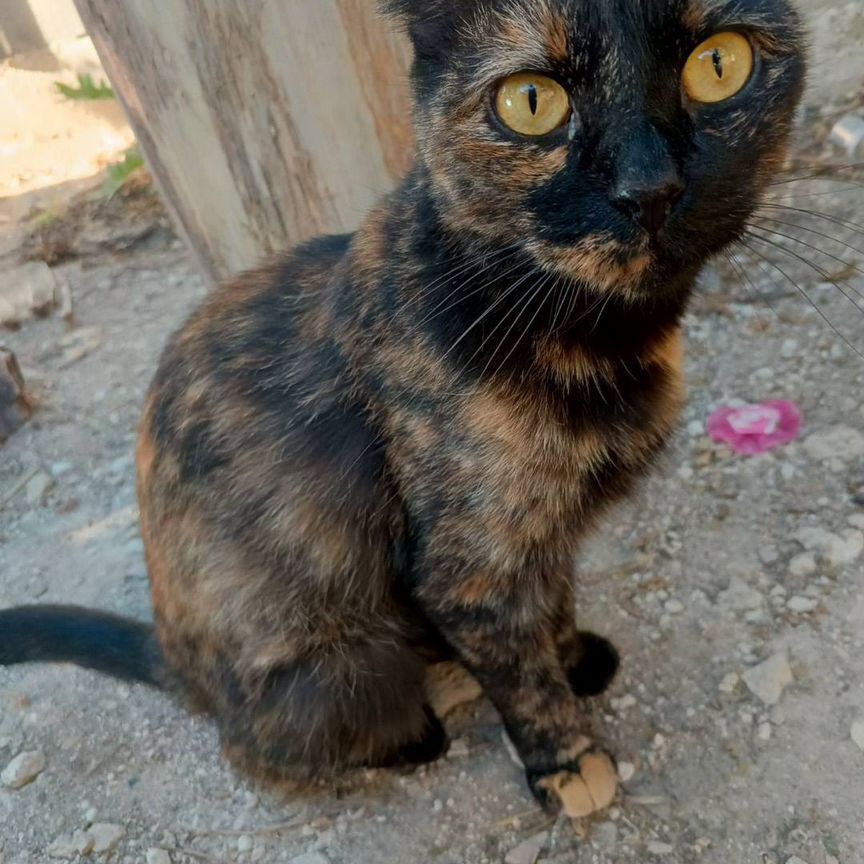 Кошка британка вислоухая