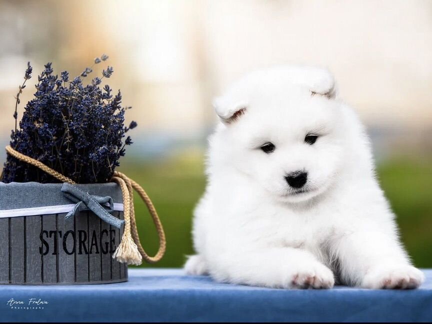 Самоедская лайка щенки