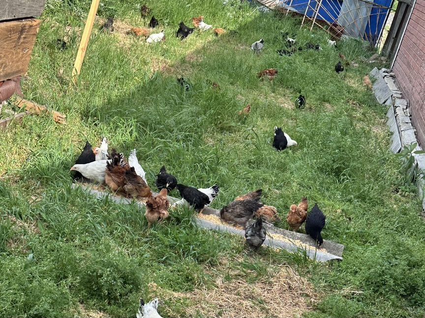 Куры молодки