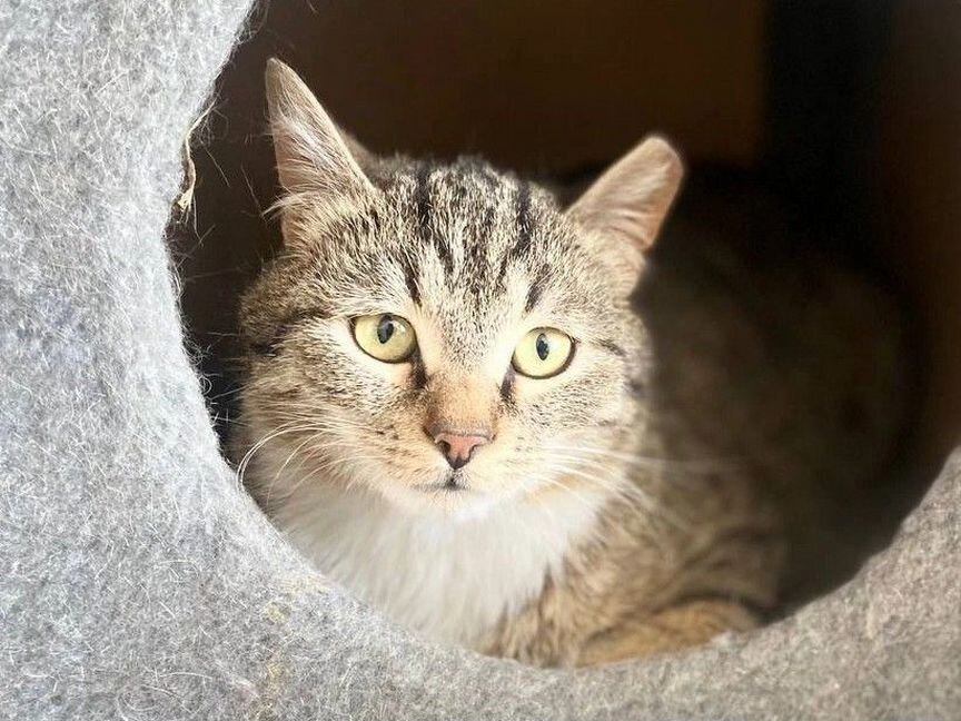 Котик хочет стать домашним