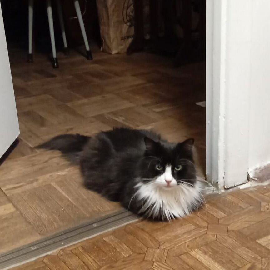 Отдам кота в добрые руки