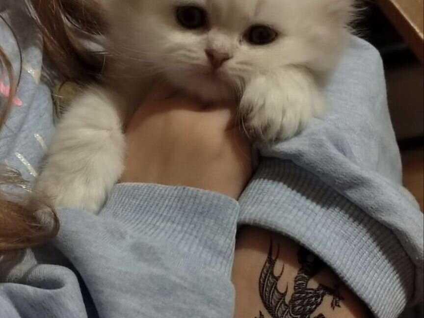 Продам британского котёнка