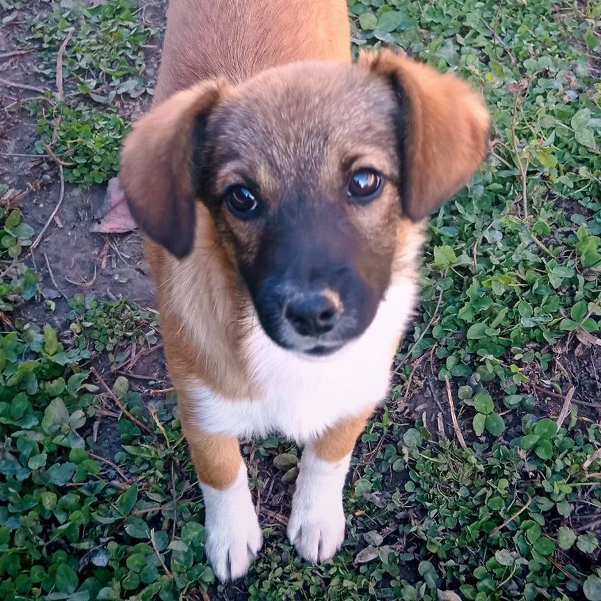 Щенок в добрые руки