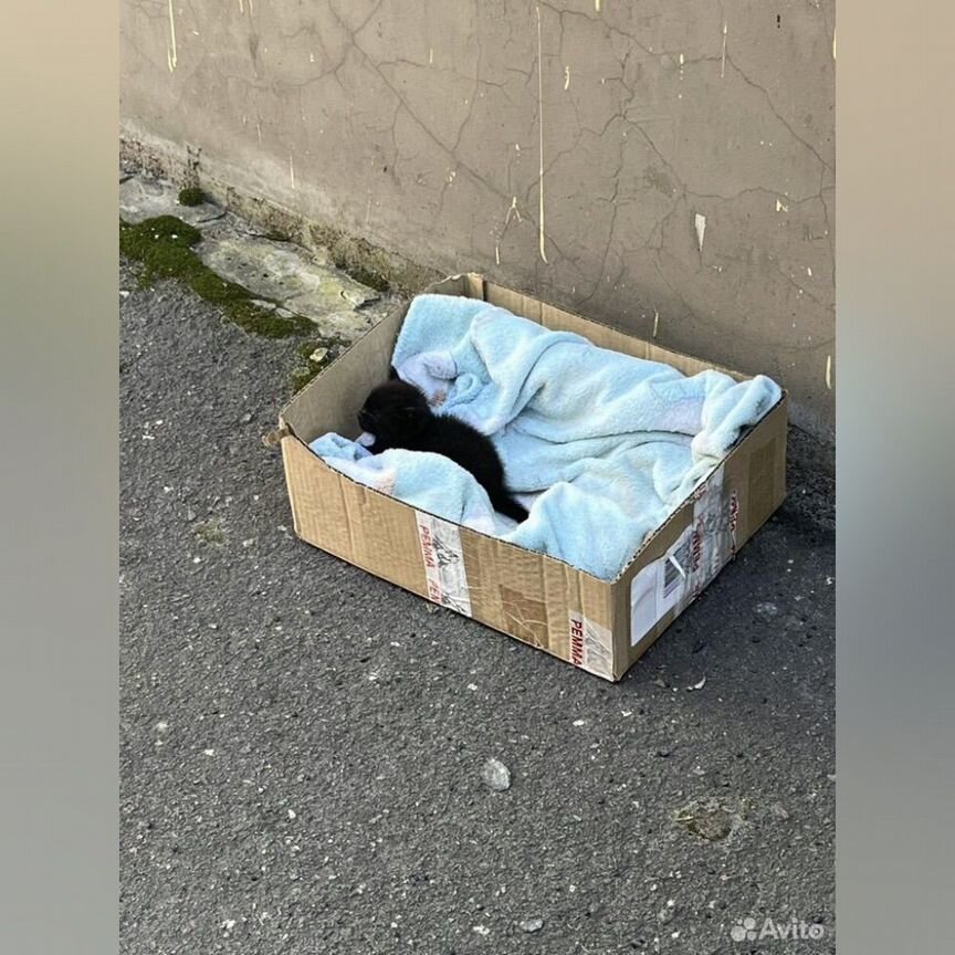 Отдам котенка девочку бесплатно