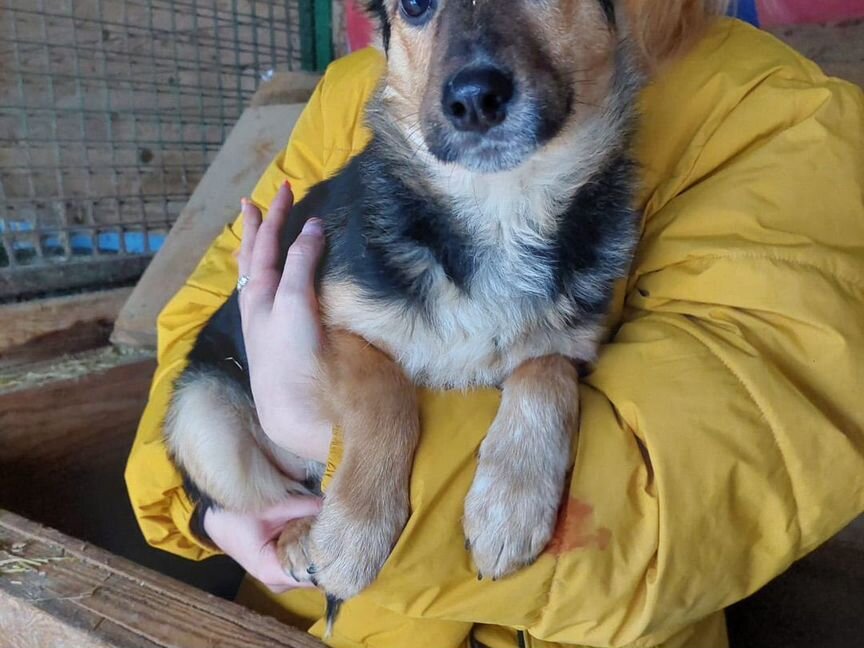 Щенок в холодной клетке ждет родителей