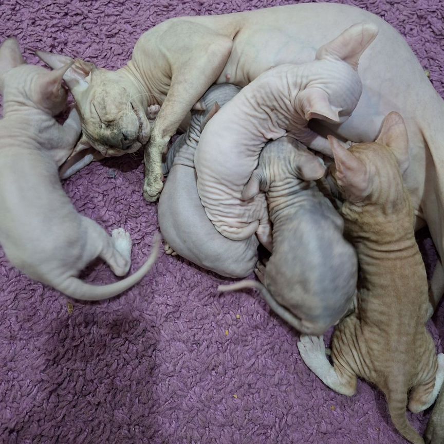 Канадский сфинкс котёнок