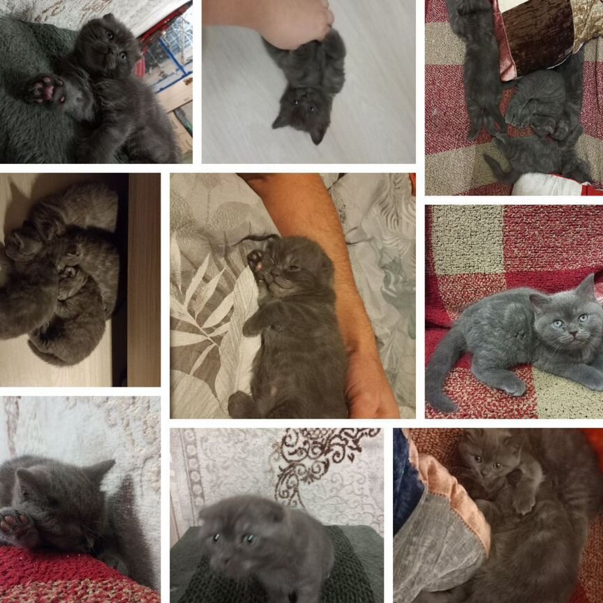 Шотландский прямоухий короткошёрстный котёнок