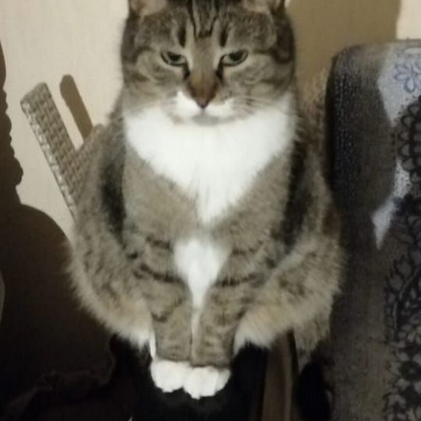 Кошечка в добрые руки