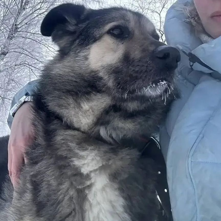 Взрослый пёс в добрые руки