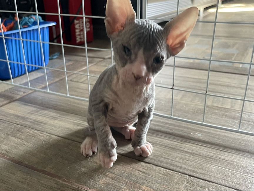 Донской сфинкс котята