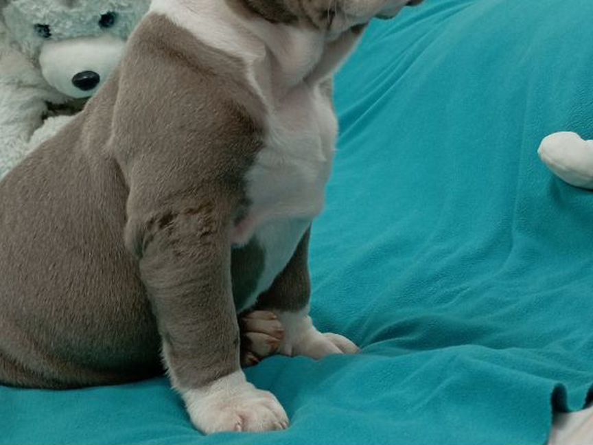 Американский булли покет