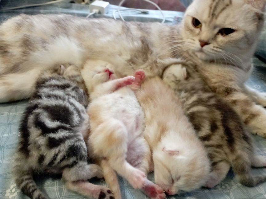 Шотландская вислоухая