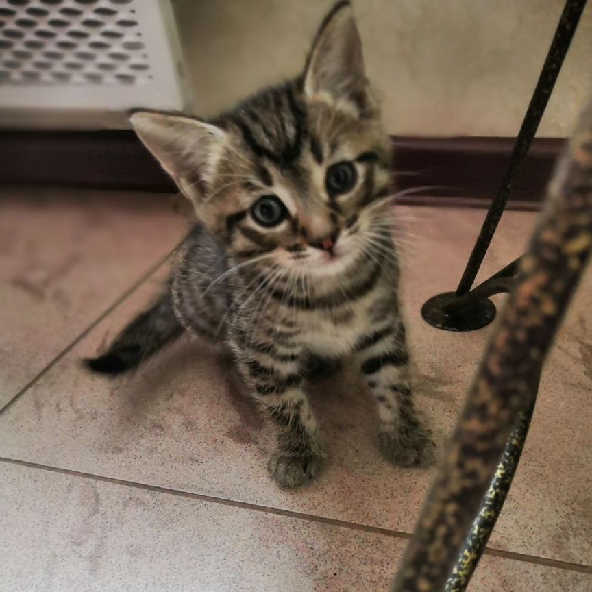 Славный котик 1,5 месяца