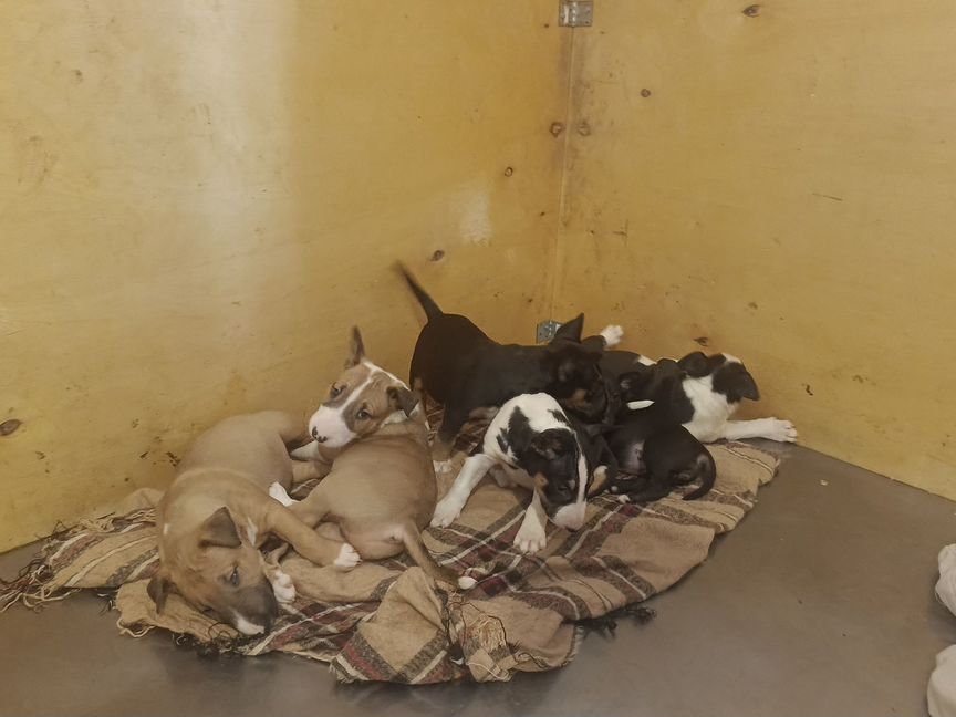 Стандартный бультерьер