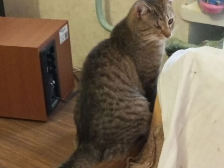 Котенок Нельсон