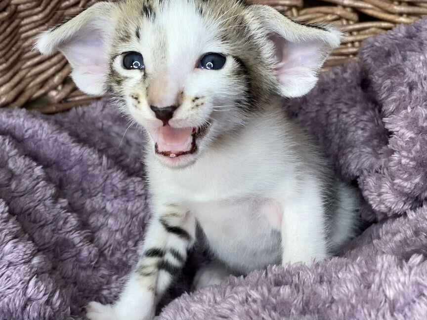 Ориентальнаые котята в экстрим и современом типе