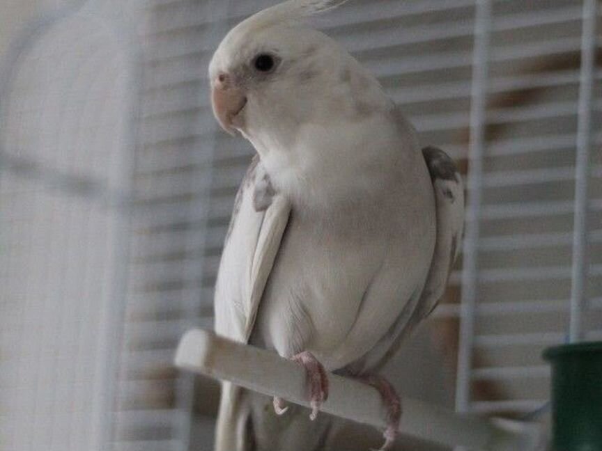 Попугай корелла