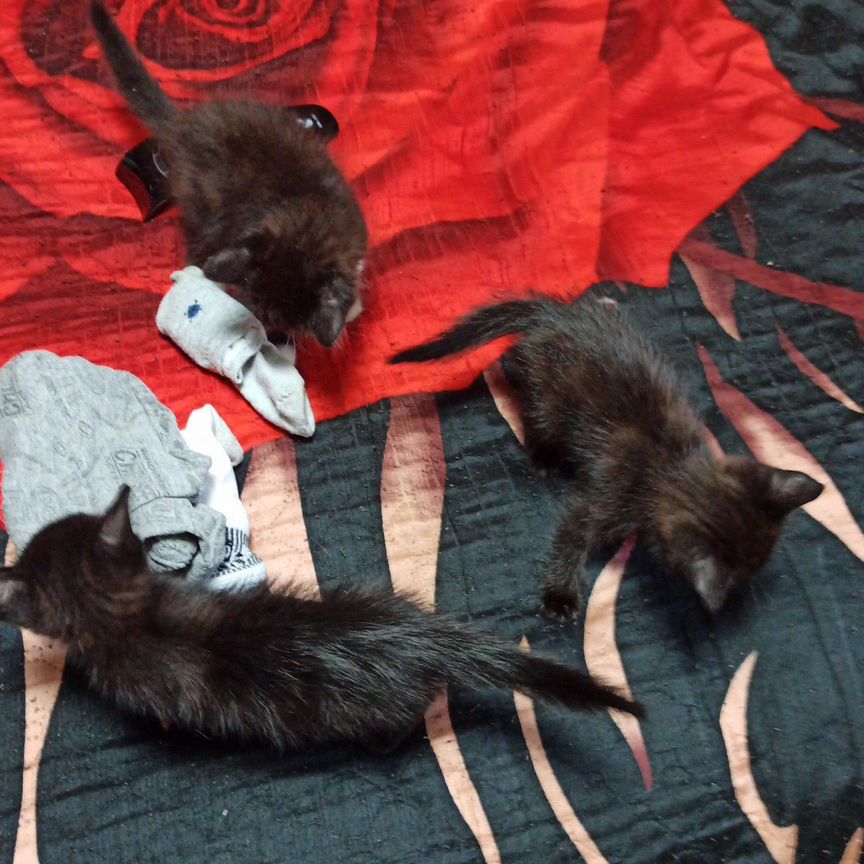 Котейки