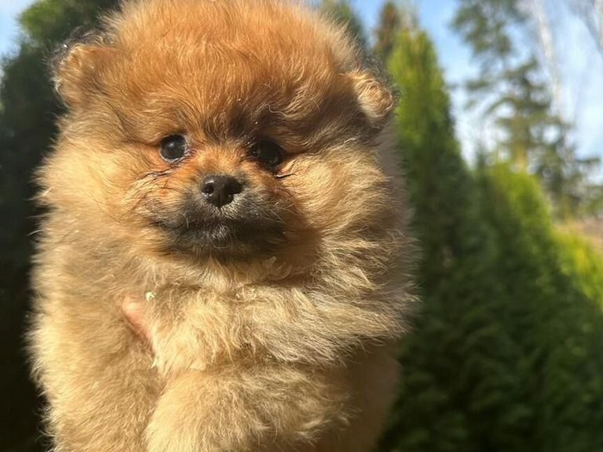 Померанский шпиц медвежьего типа