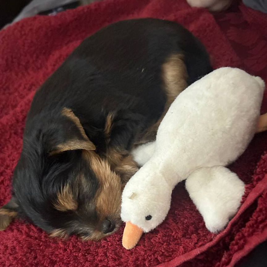 Йоркширский терьер, щенок