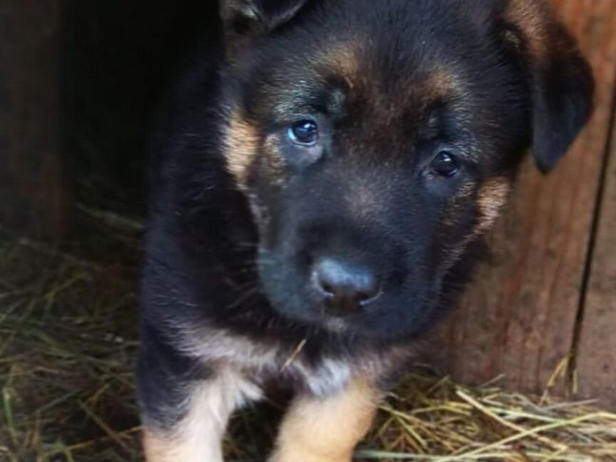 Щенки овчарки