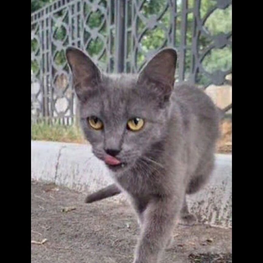 Молодая кошечка в добрые руки