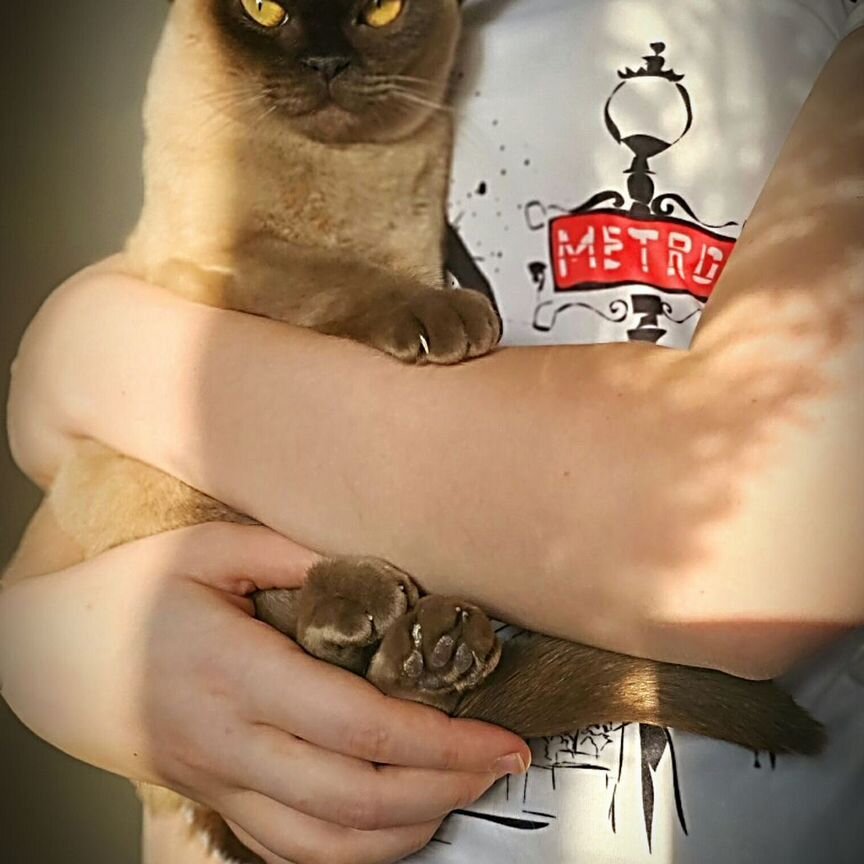 Кошечка Габби