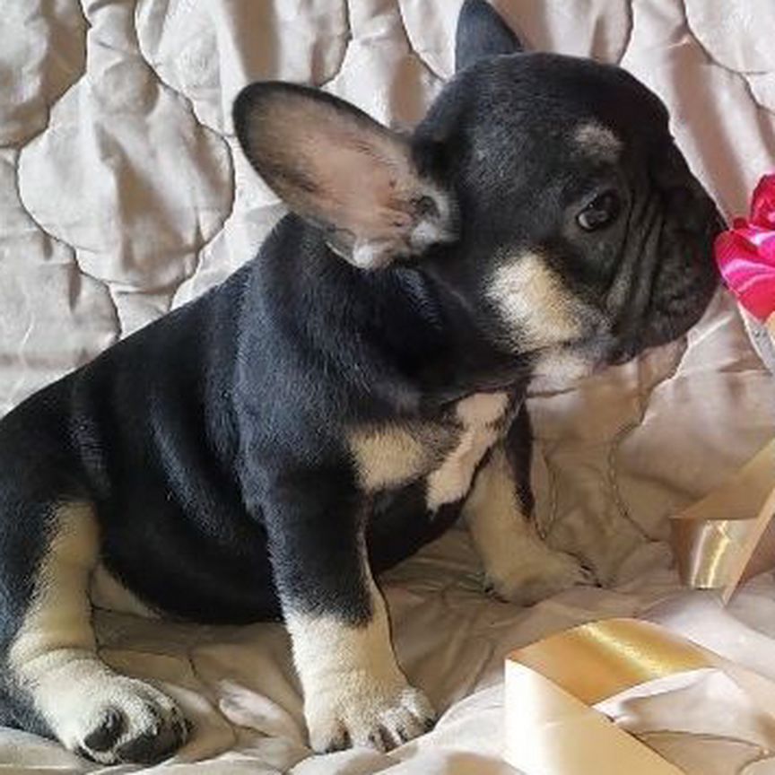 Французский бульдог щенки