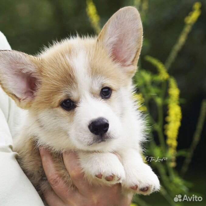 Красавица Фиби - щенок вельш корги пемброк