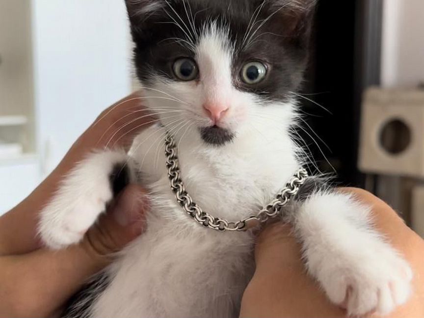 Отдадим котенка в добрые руки