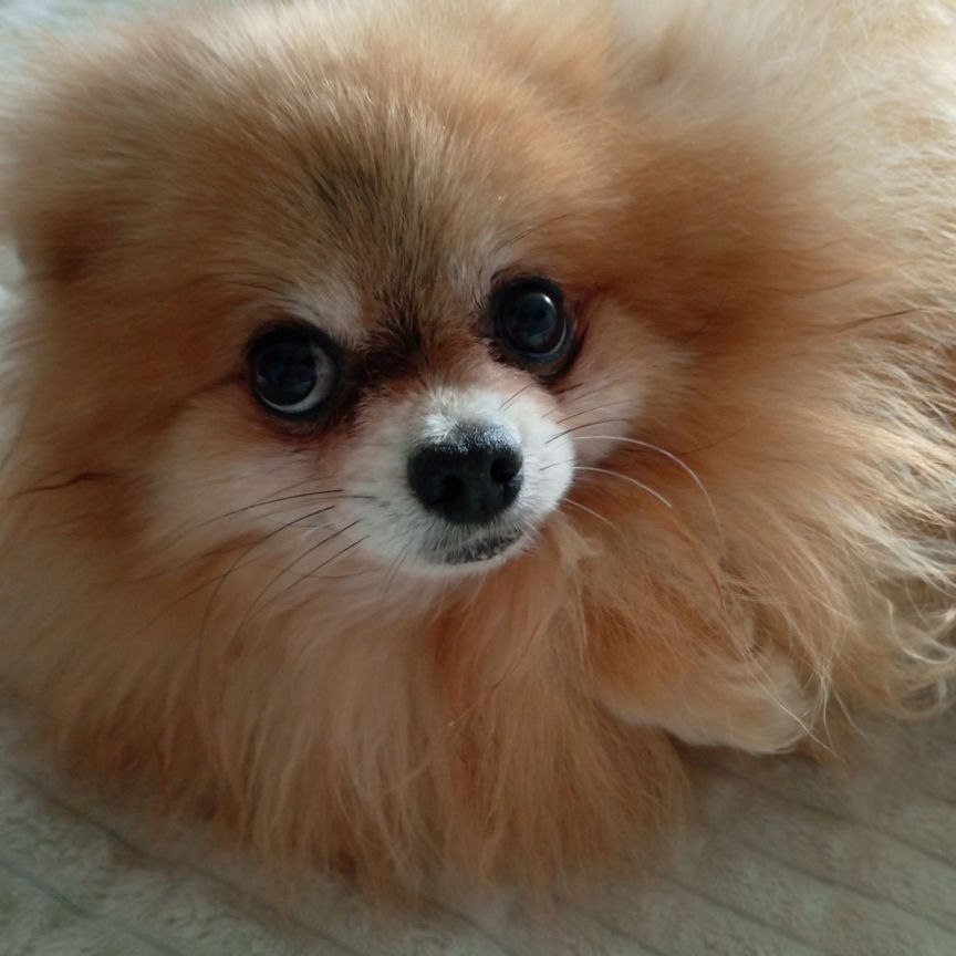 Померанский шпиц