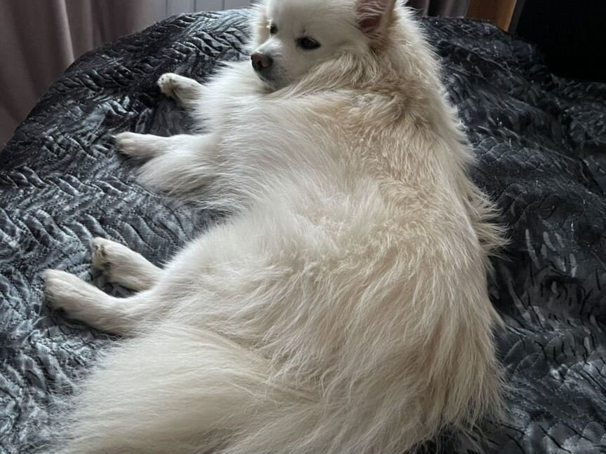 Японский шпиц вязка