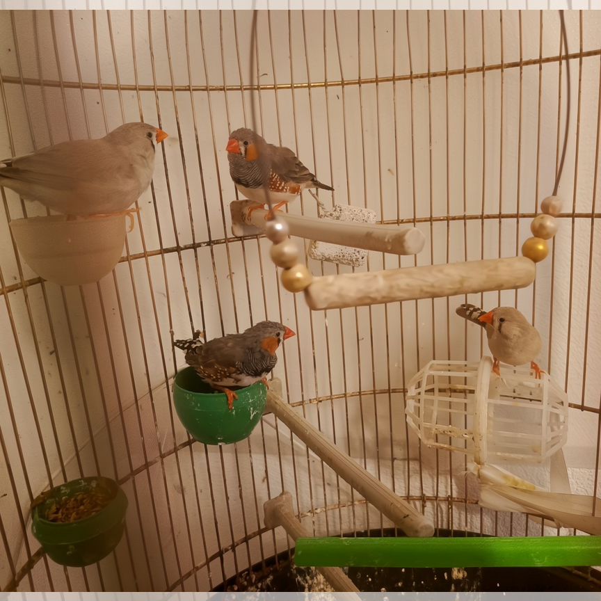 Птицы - амадины с клеткой