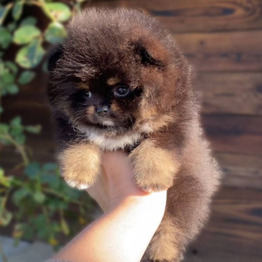 Померанский шпиц, щенок