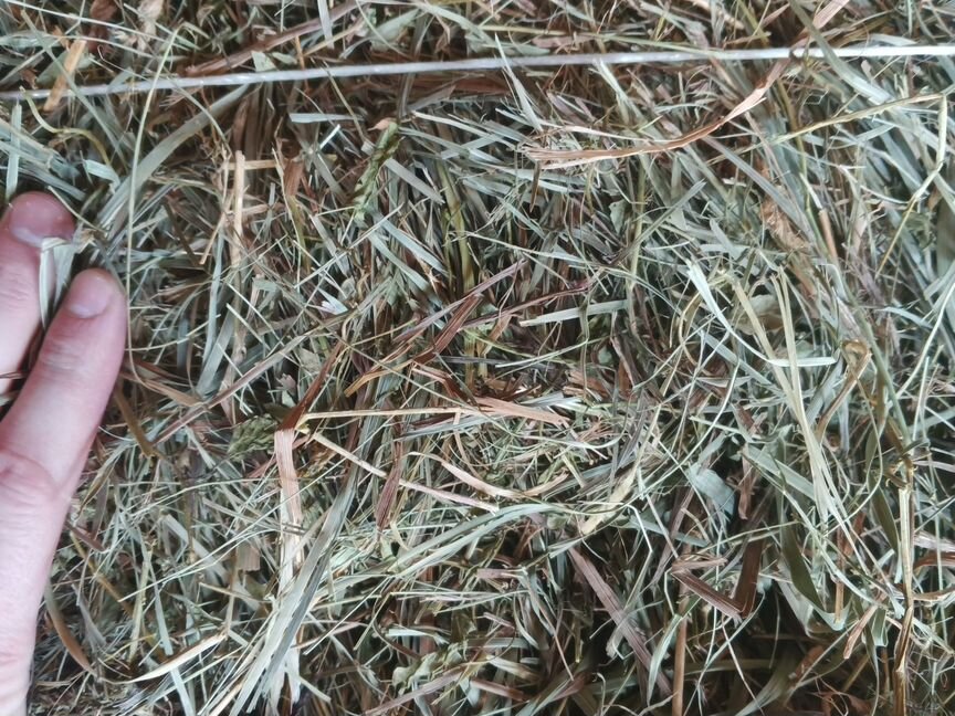 Сено в брикетах 16кг с доставкой